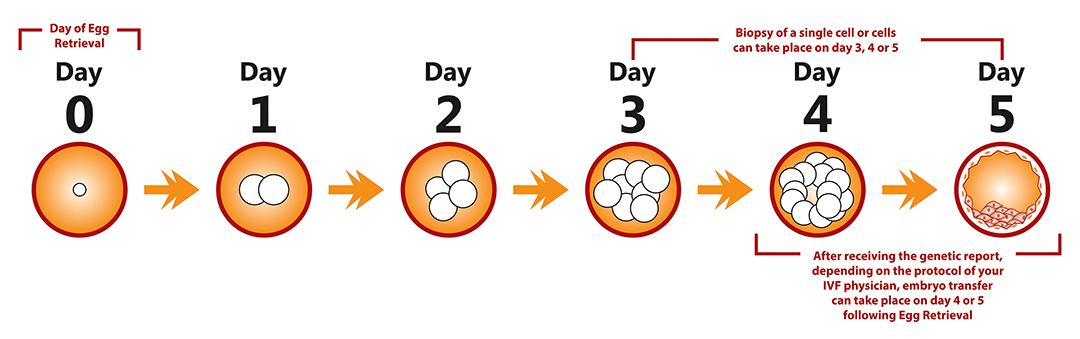 Preimplantation Genetic Diagnosis | PGD Treatment in India